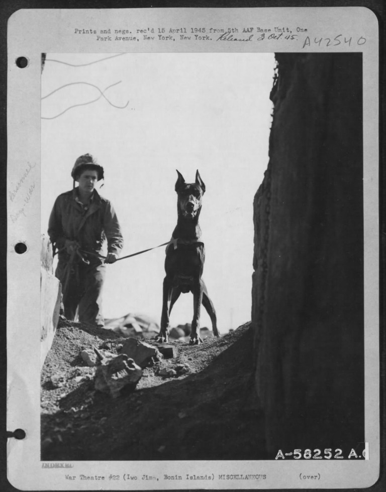 Photo(s) of the Week: 6th Marine War Dog Platoon; In Memory of Lt ...